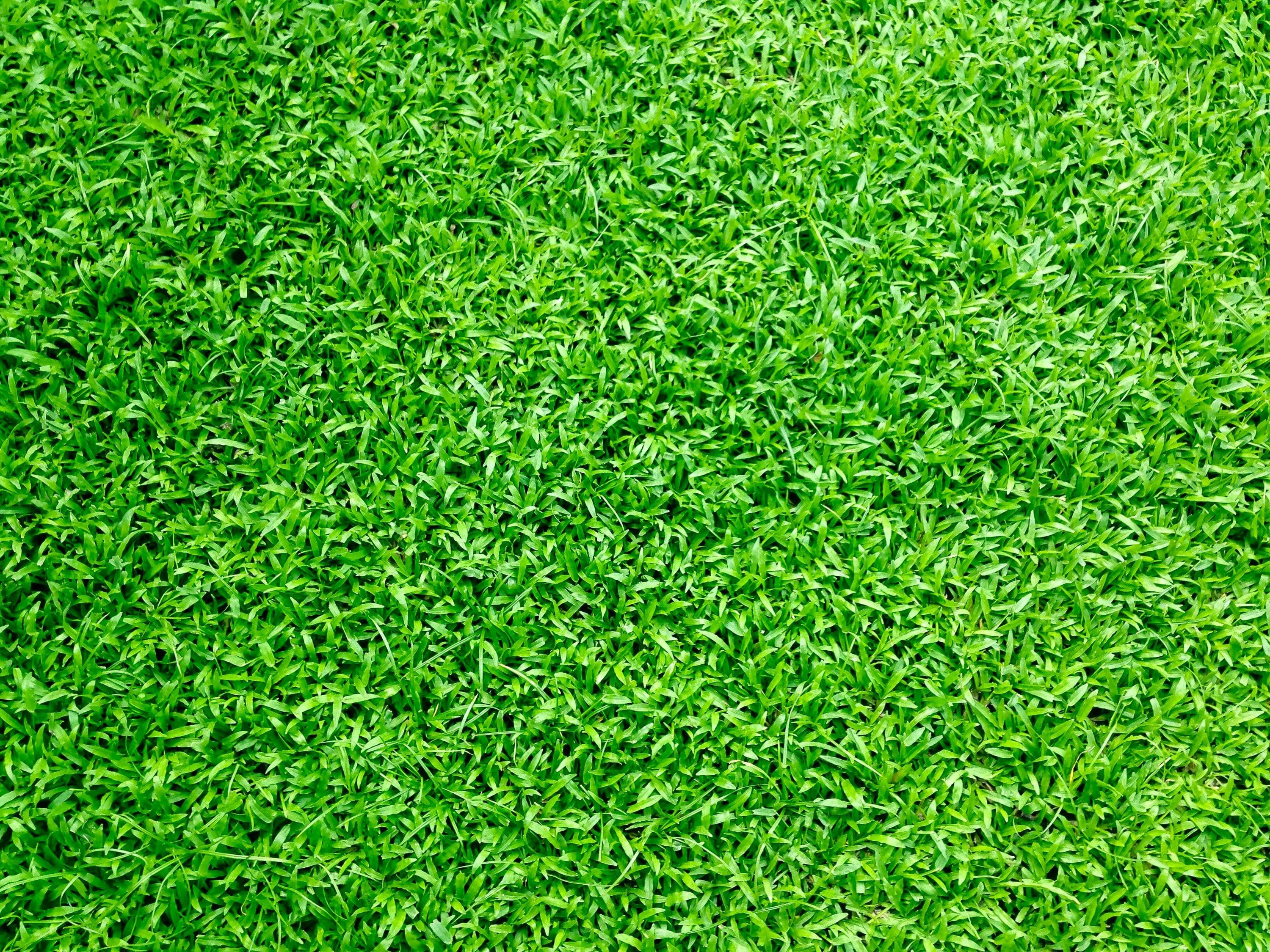 EnSoil Algae